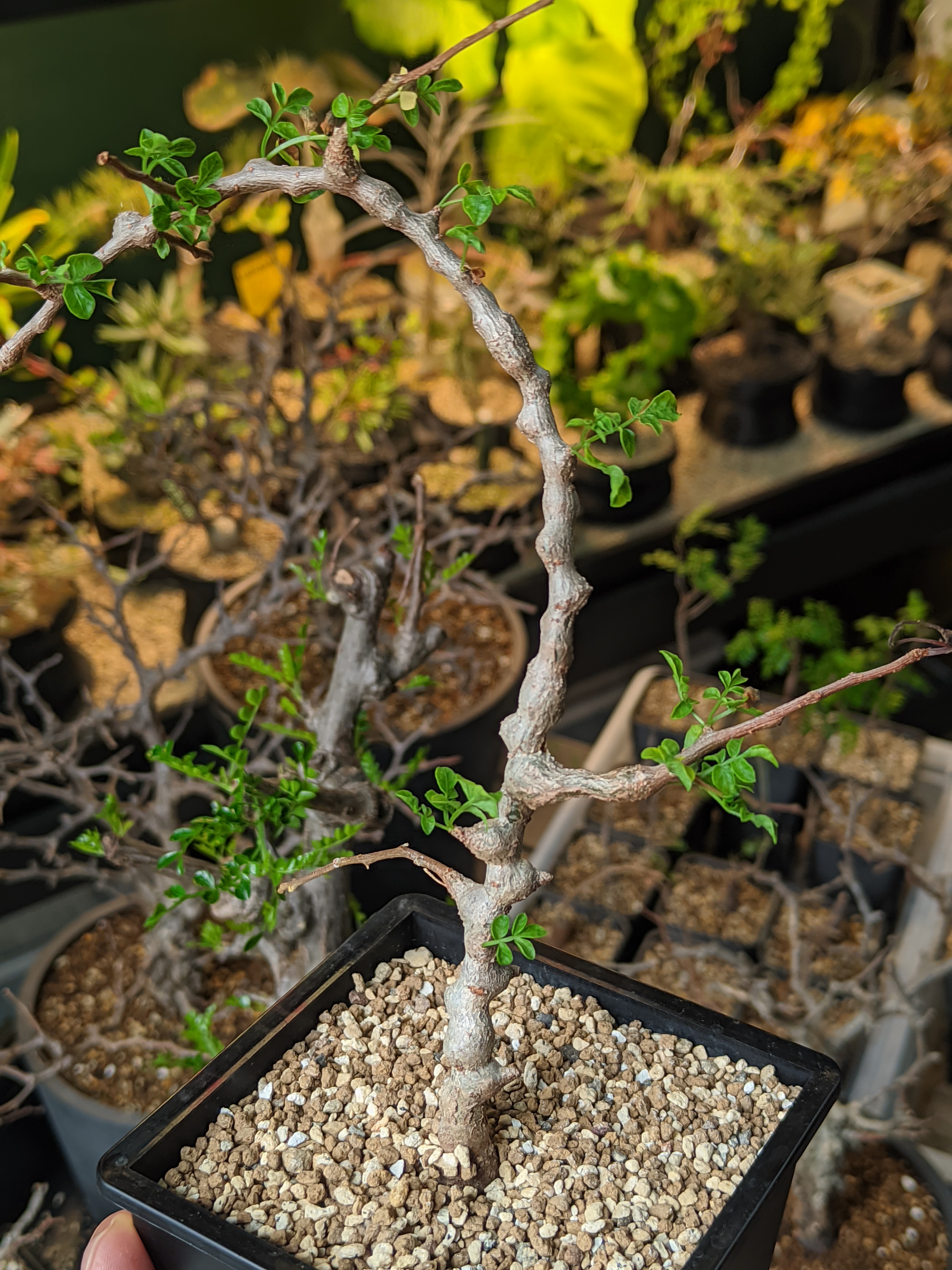 Commiphora sp. eyl B/C 01